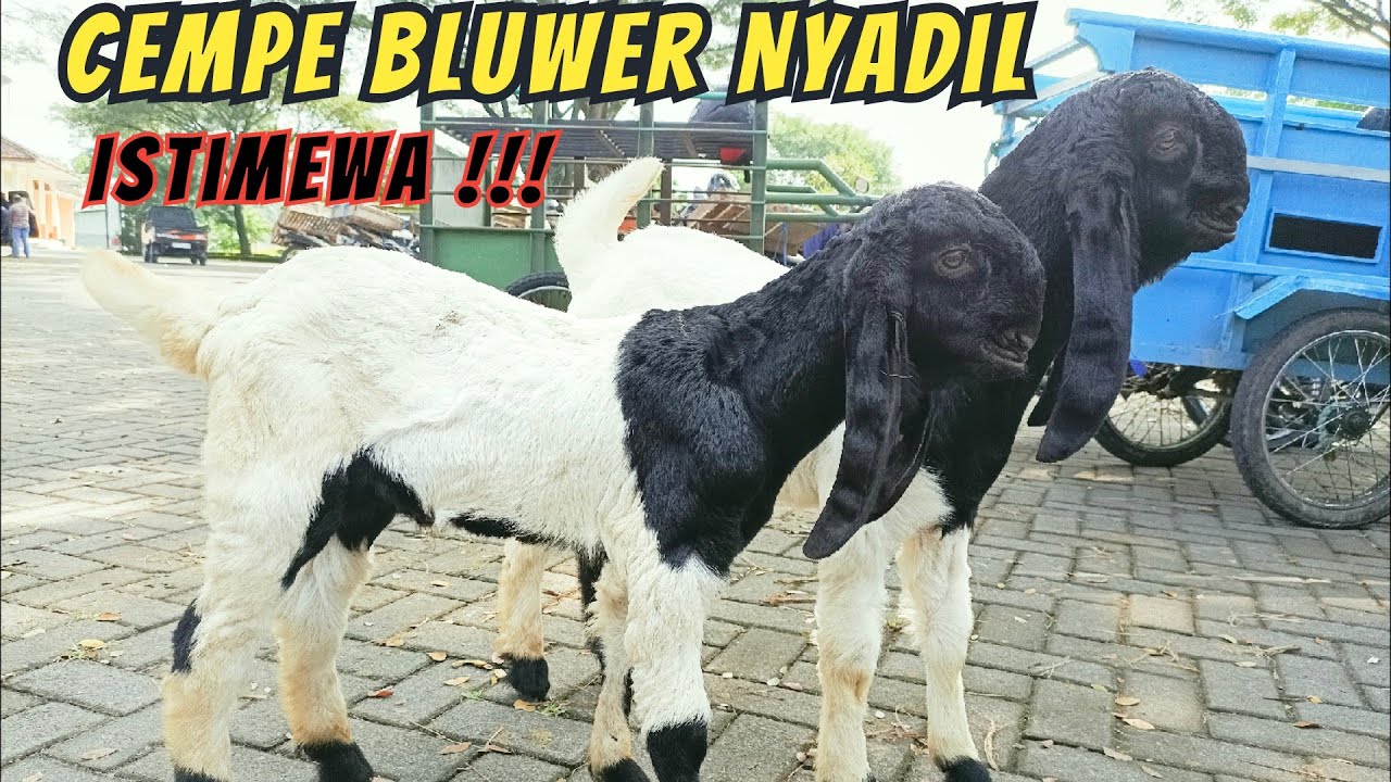 Update Harga Kambing hari ini di Pasar Hewan Wlingi-Blitar. Sabtu, 25 ...