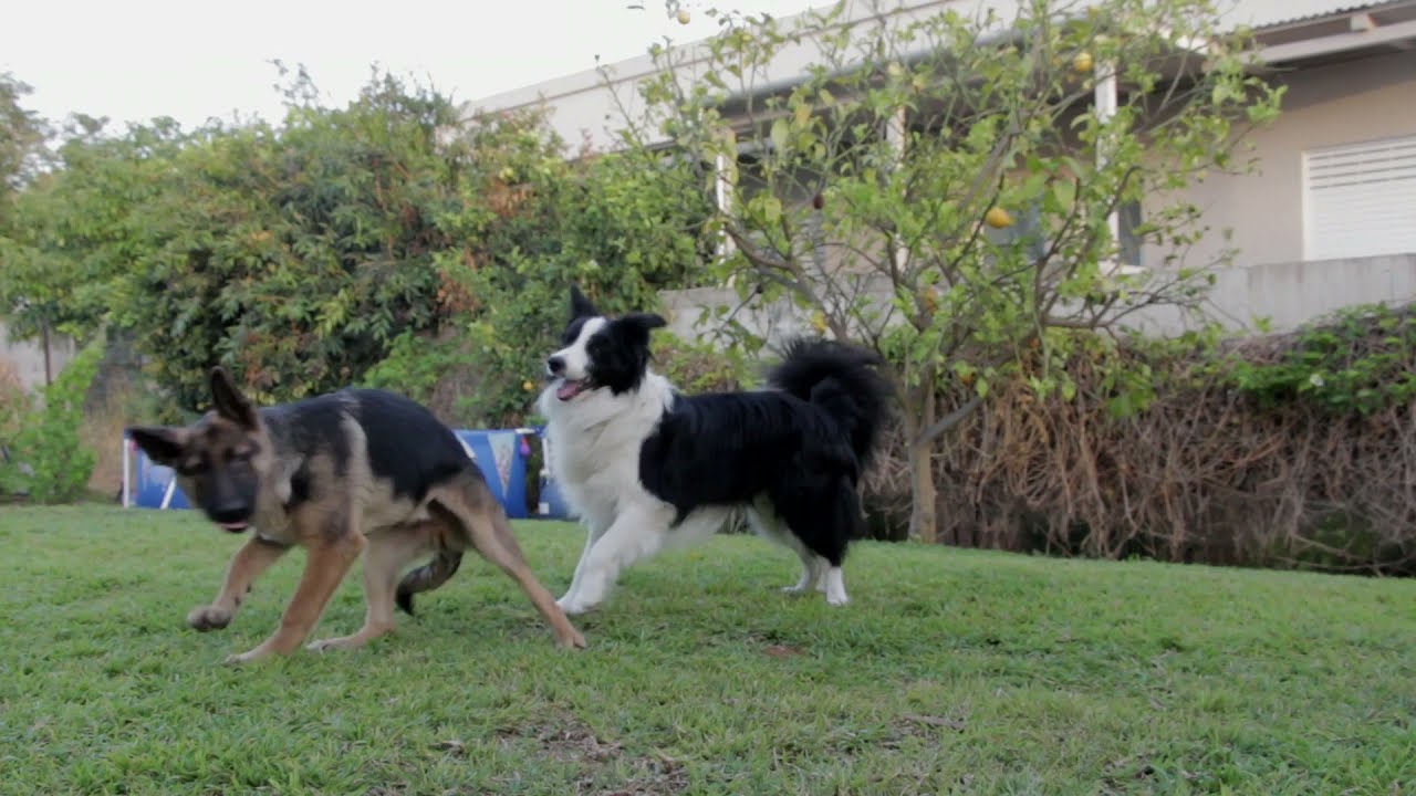 cute dogs playing - YouTube