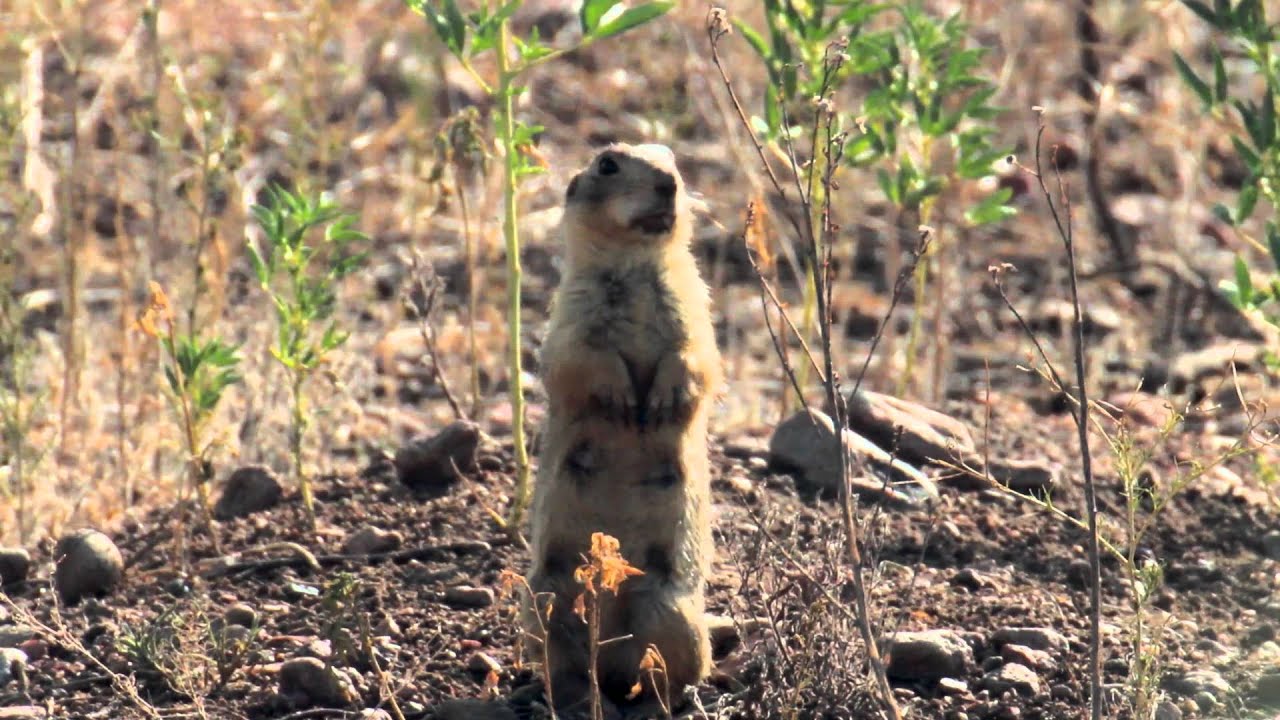 Prairie Dogs - YouTube