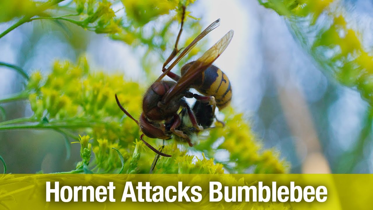 Hornet Attacks Bumblebee (10-04-2023) - YouTube