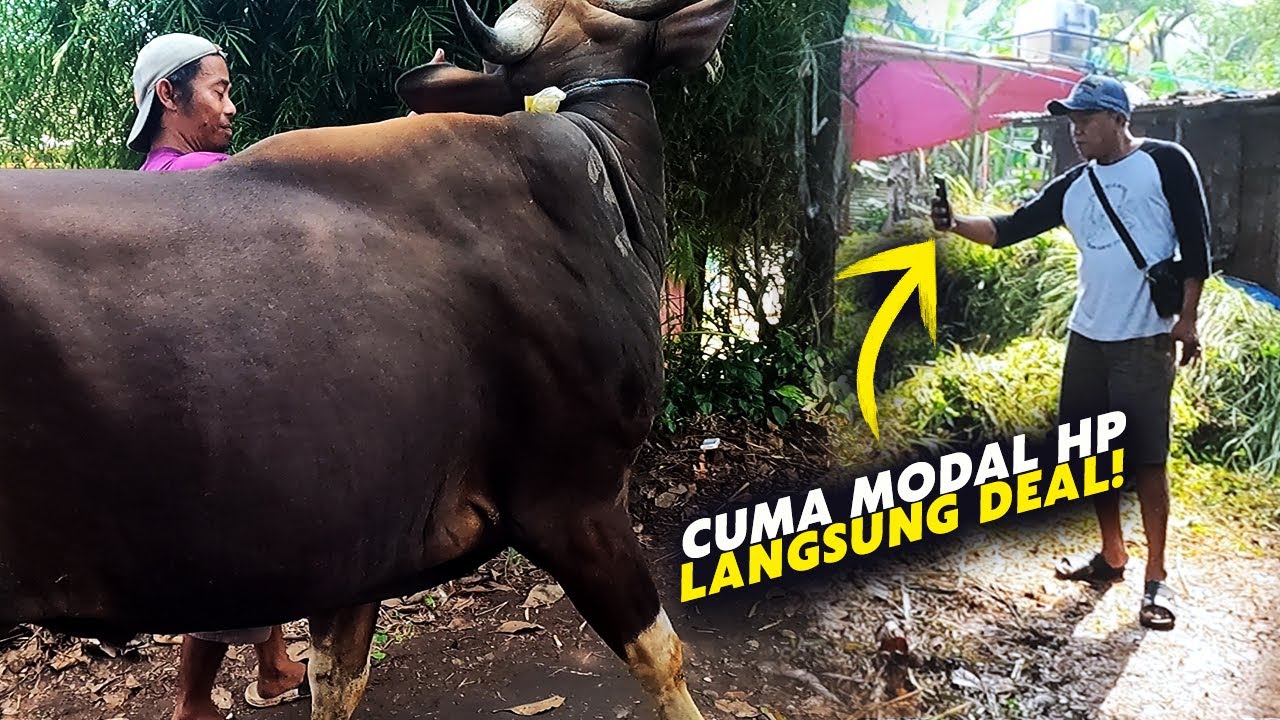 Cuma Lewat Hp Langsung Deal Sapi Qurban Ekonomis, Cara Mudah Beli Sapi ...