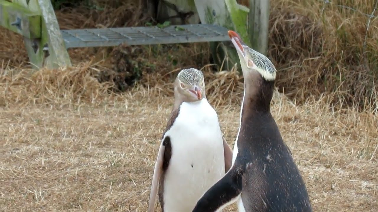Antisocial screaming penguin crowned New Zealand's Bird of the Year ...