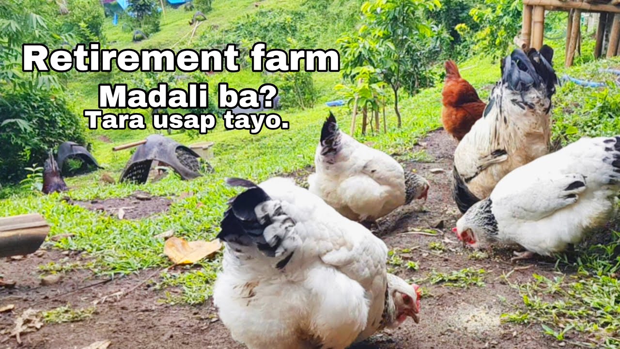 Starting a Retirement Farm - YouTube