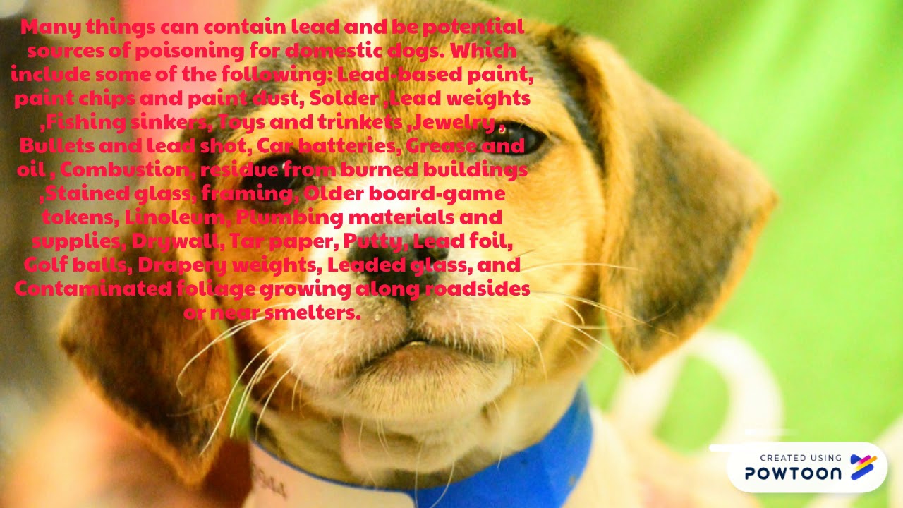 The effects of Lead Poisoning on dogs - YouTube