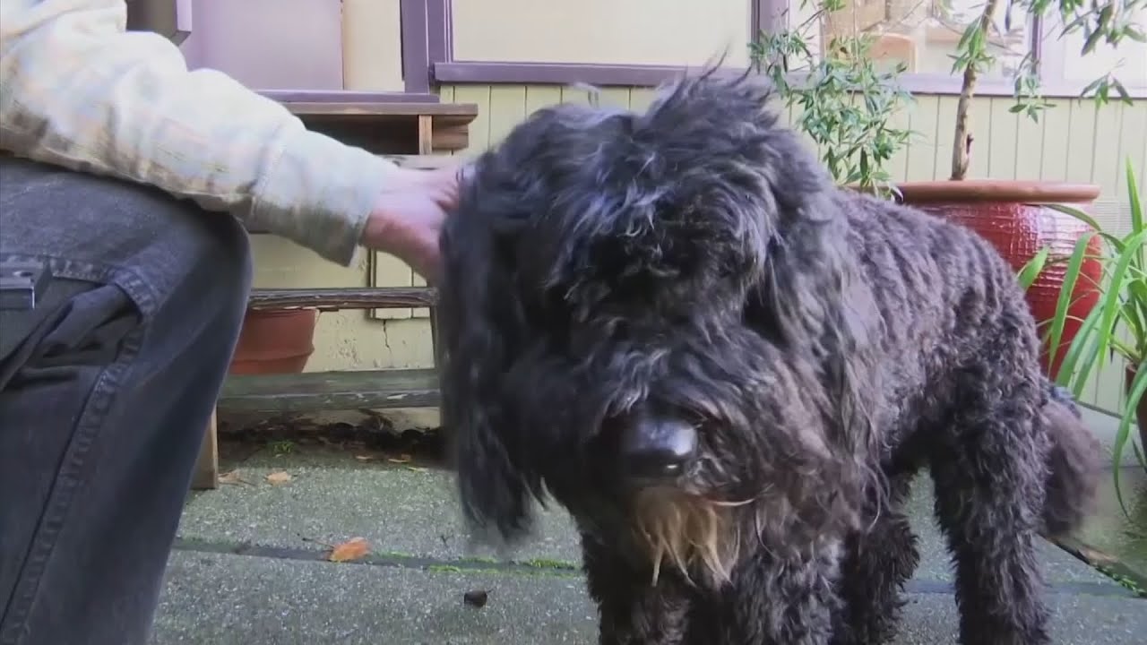 Meet the dog using medical marijuana - YouTube