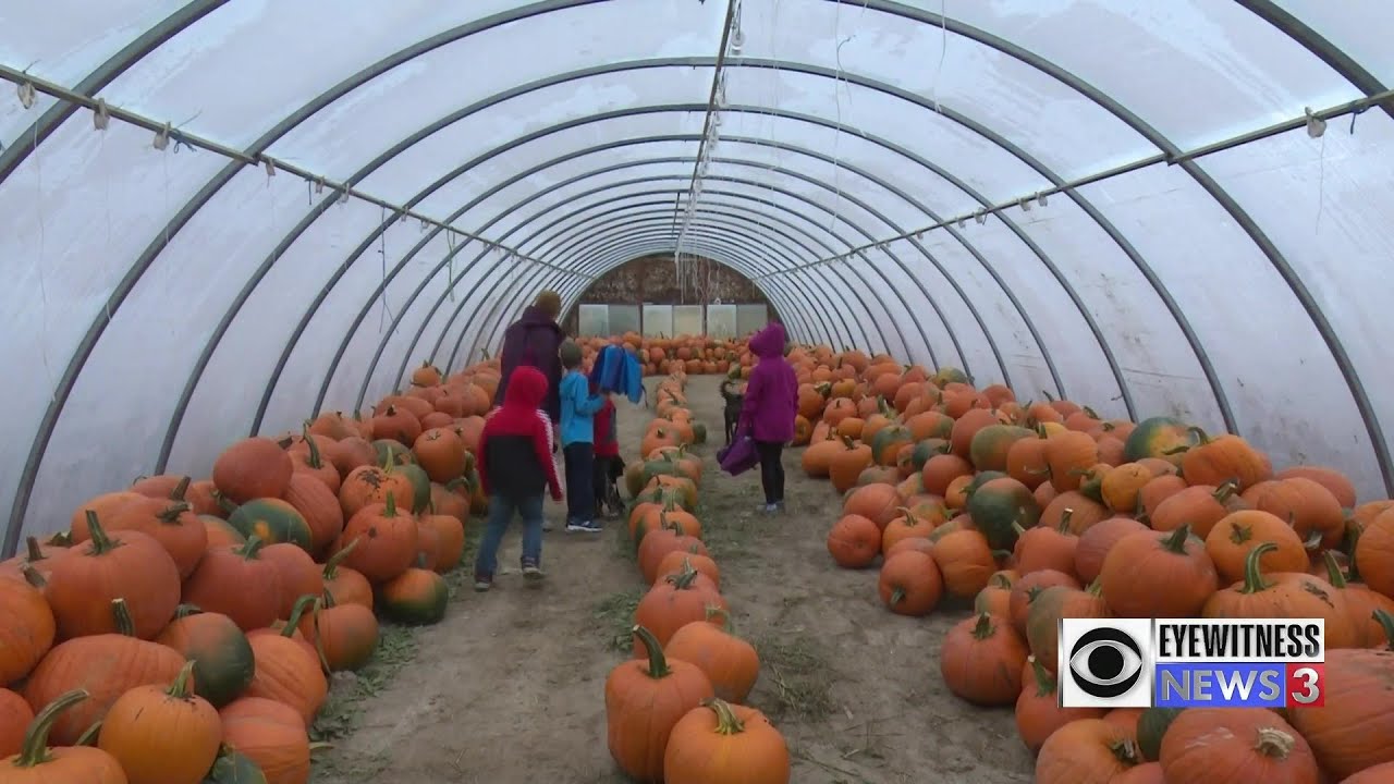 Swore Farms offers unique pumpkin selection and giant corn maze - YouTube