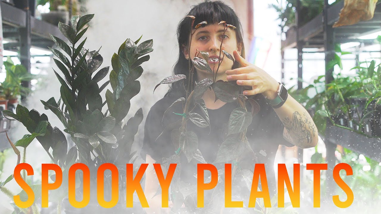 Spooky House Plants For Halloween - YouTube