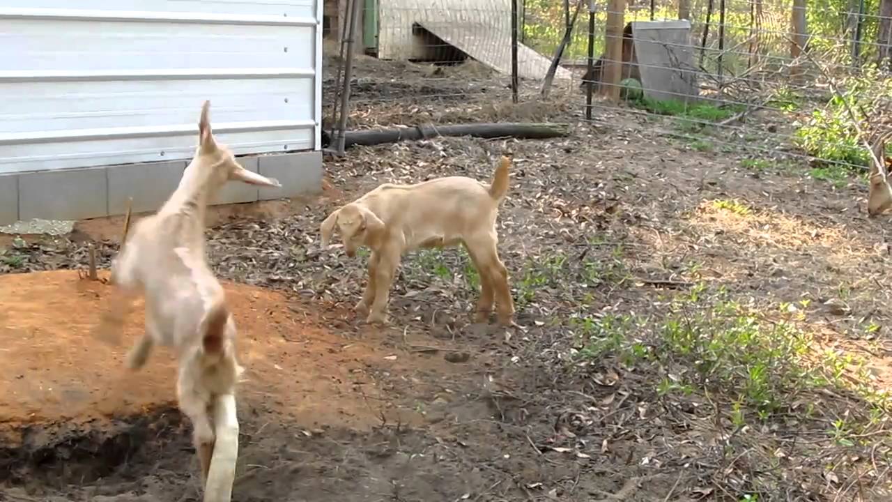 Cute Kid Goats - Leg Cast.MOV - YouTube