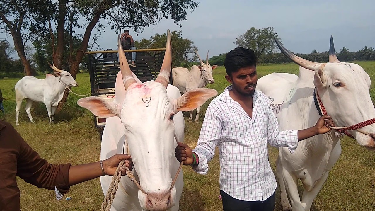 Sardar & Robert KHILLAR Race ox pair from Srirangapatana Tq at T ...