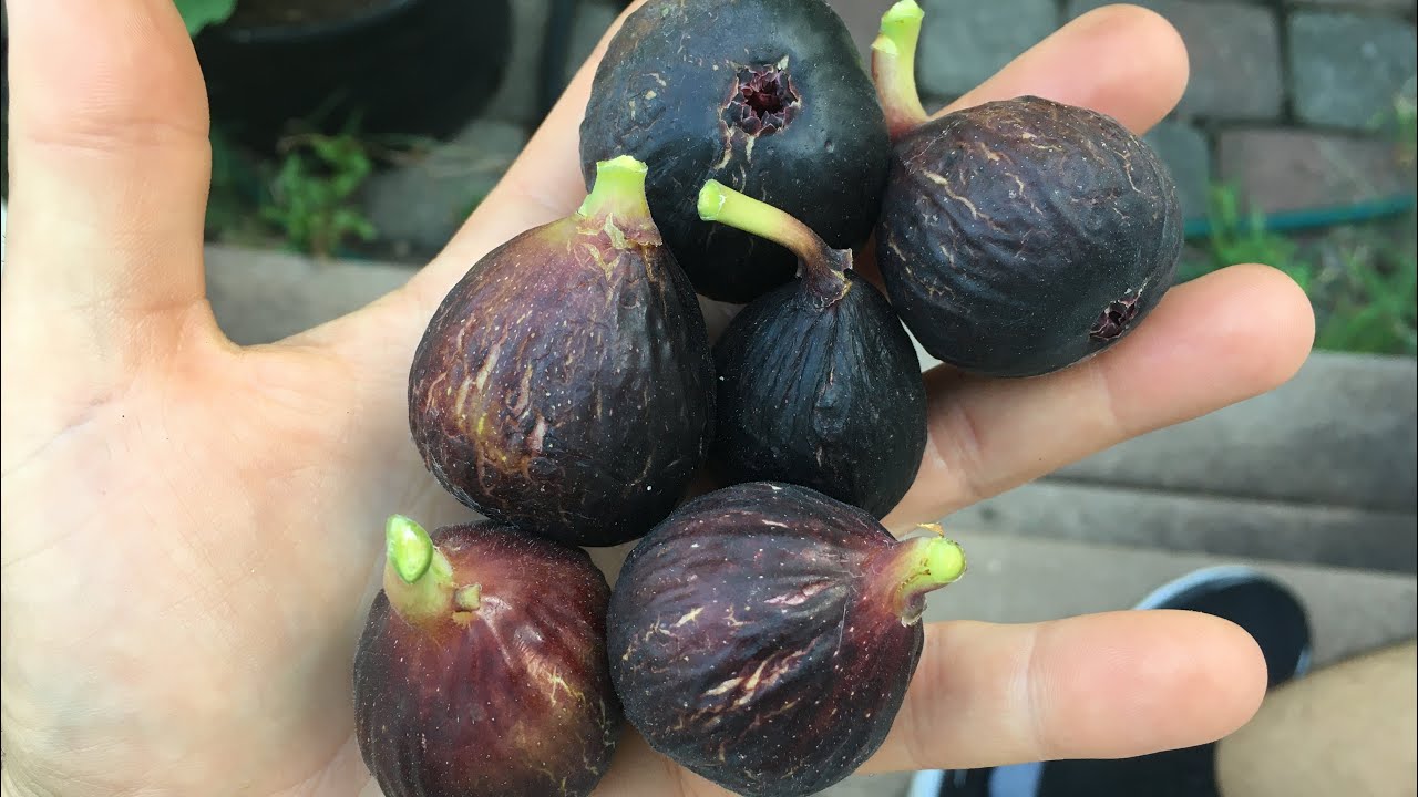 Walking through the fig orchard harvesting figs!! - YouTube