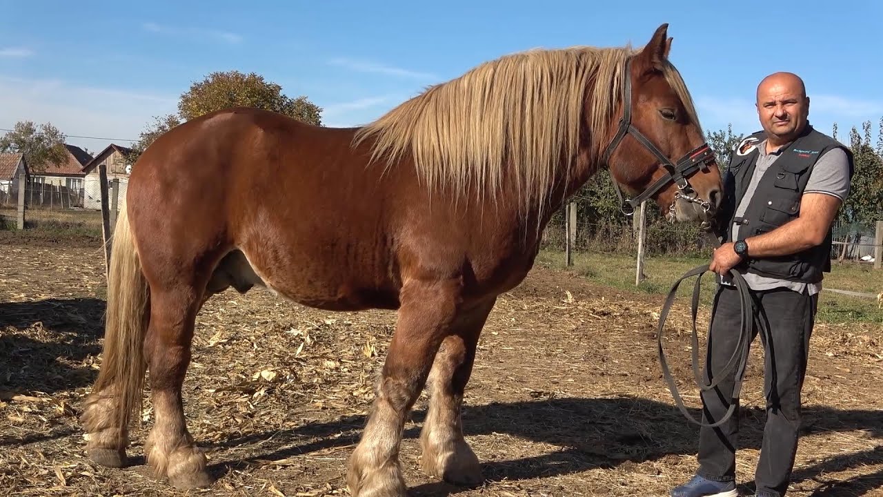 In vizita la Bodyguard Force - Simand, Arad - 2021 Nou!!! - YouTube