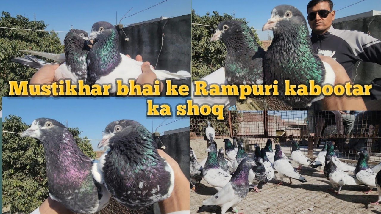 Top indian Rampuri kabootar!! रामपुरी कबूतर का शोक @smart ...