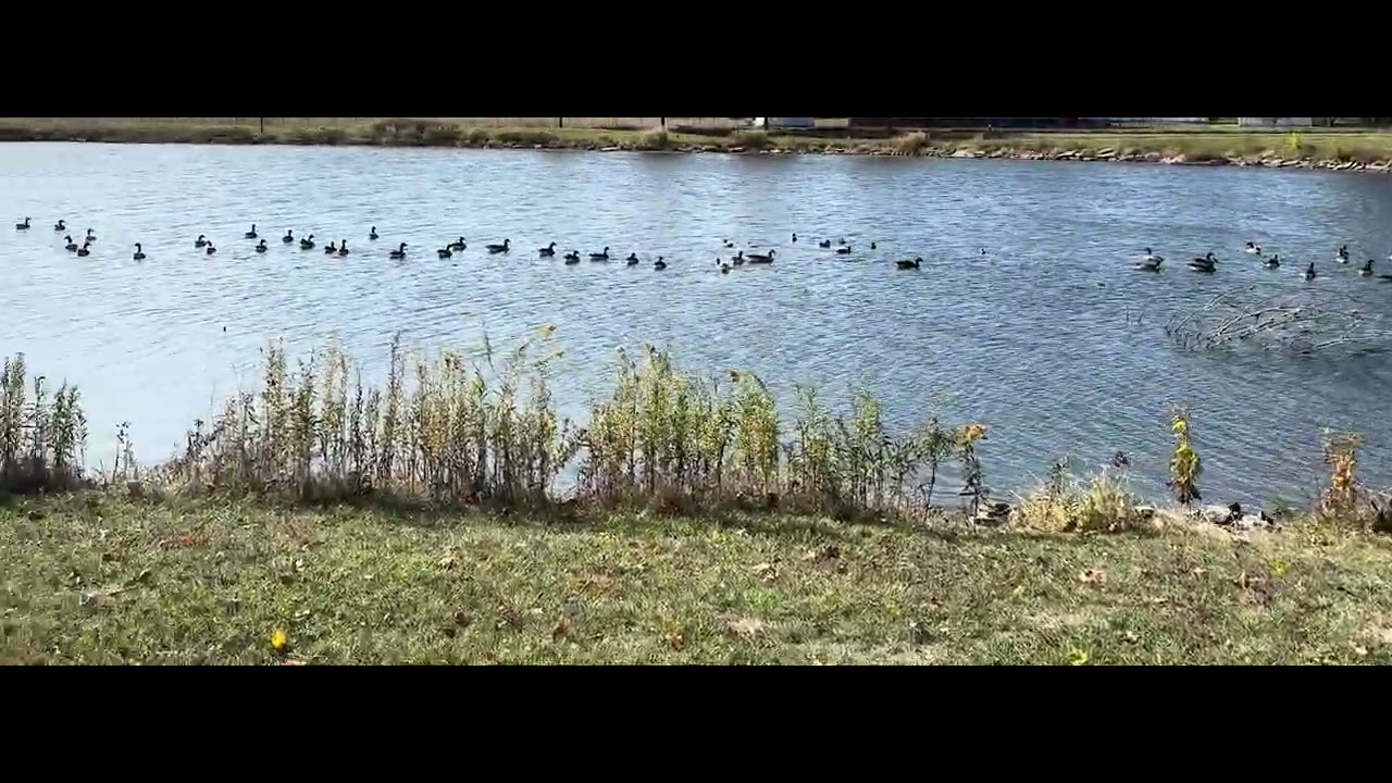 Geese Army - YouTube