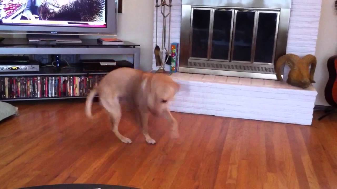 Puppy Dog Mosh Pit - YouTube