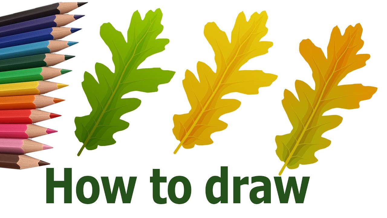 How to draw an oak leaf - YouTube