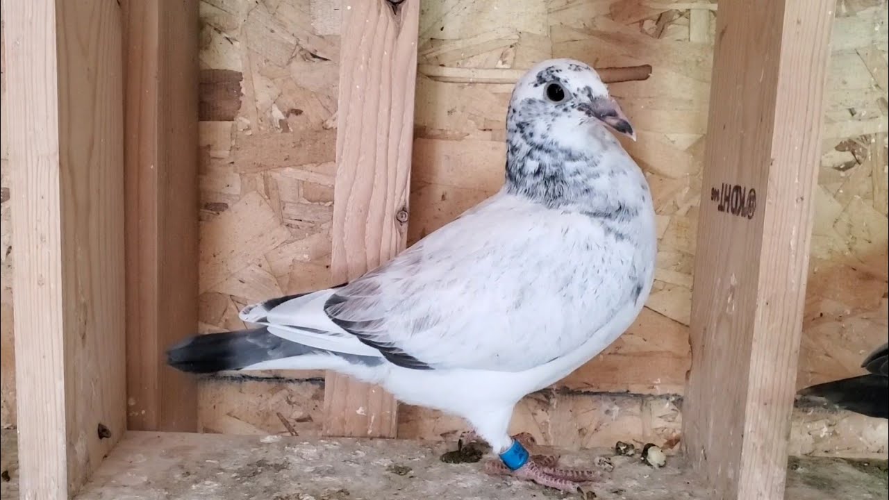 Pigeon Update | Aviary Installation - YouTube