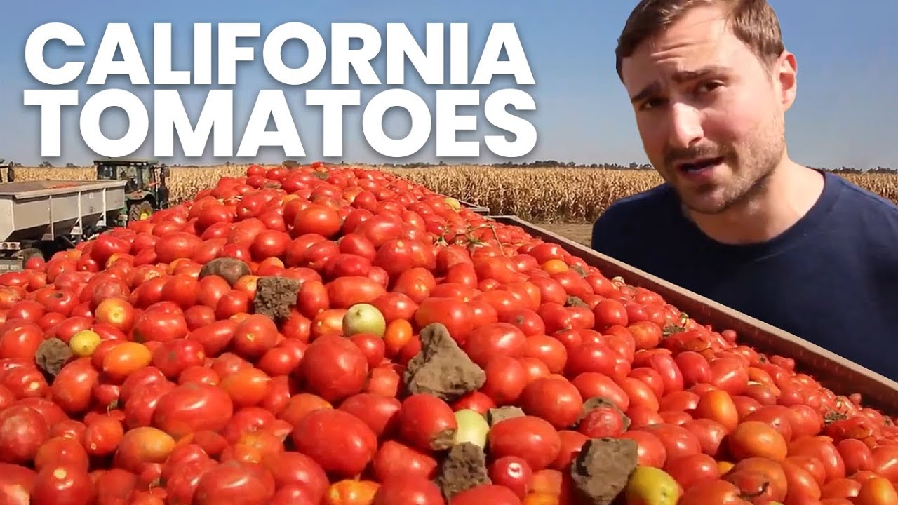 A Tomato's Journey: Exploring a California Tomato Farm - YouTube