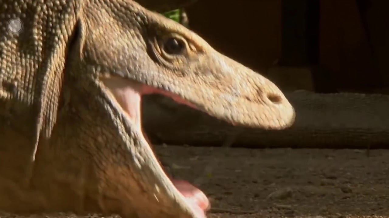 Komodo Dragon Screaming Ahhhh!! 😂 - YouTube