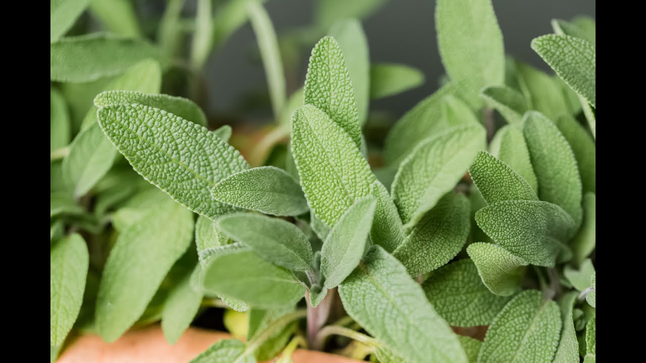 Growing Sage in Container - YouTube