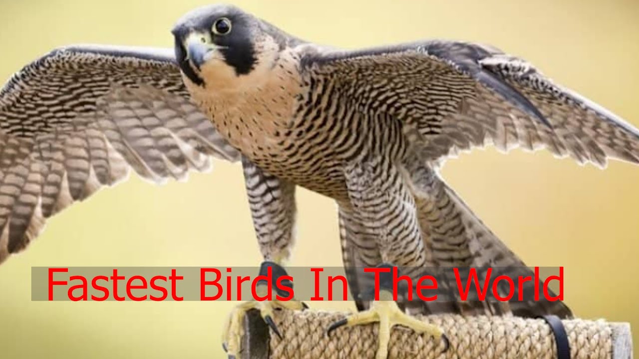 Top 5 Fastest Birds In The World - YouTube