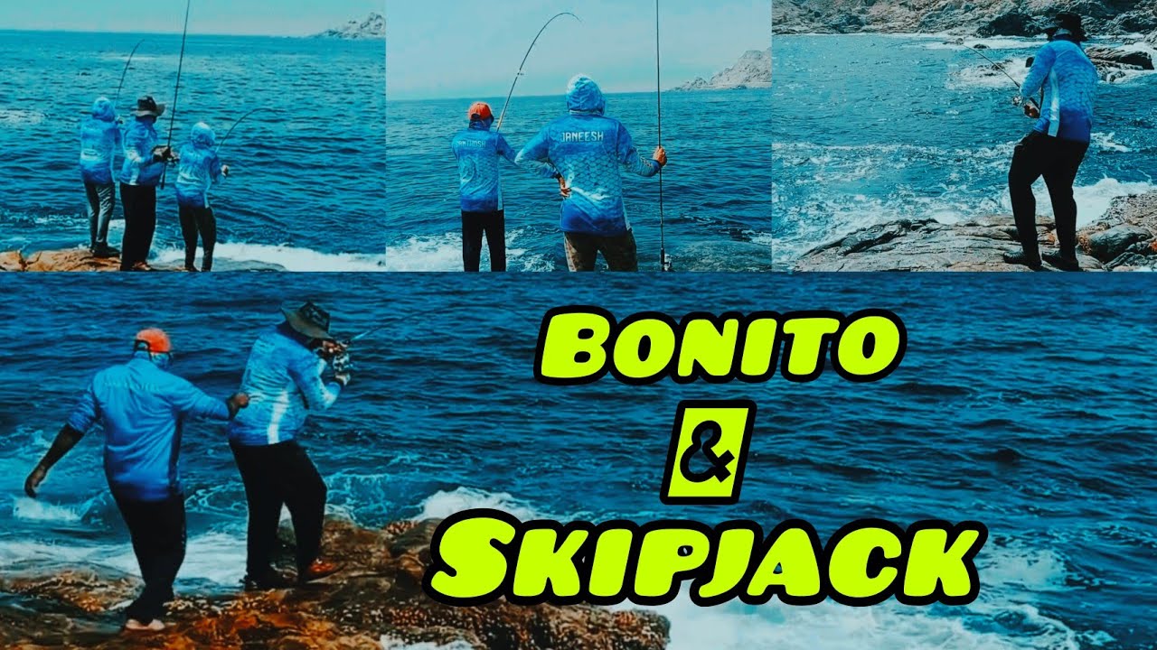 bonito & skipjack on strike 🔥🔥#youtube #viral #salalah #fishing #fish #beach #trending #bonito ...