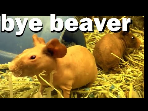 The One True Canadian Rodent - YouTube