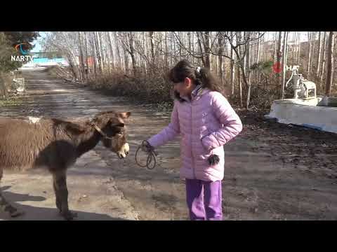 EZİYET ÇEKEN EŞEK, İZMİR'DEKİ YENİ YUVASINA GİTTİ!