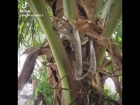 Struggle of a little monkey to wriggle out of a huge python - YouTube