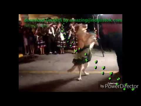 Gadaffi Dance by dog style