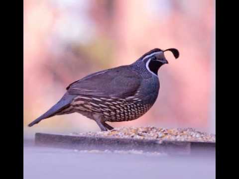 Partridge Facts - Facts About Partridges - YouTube