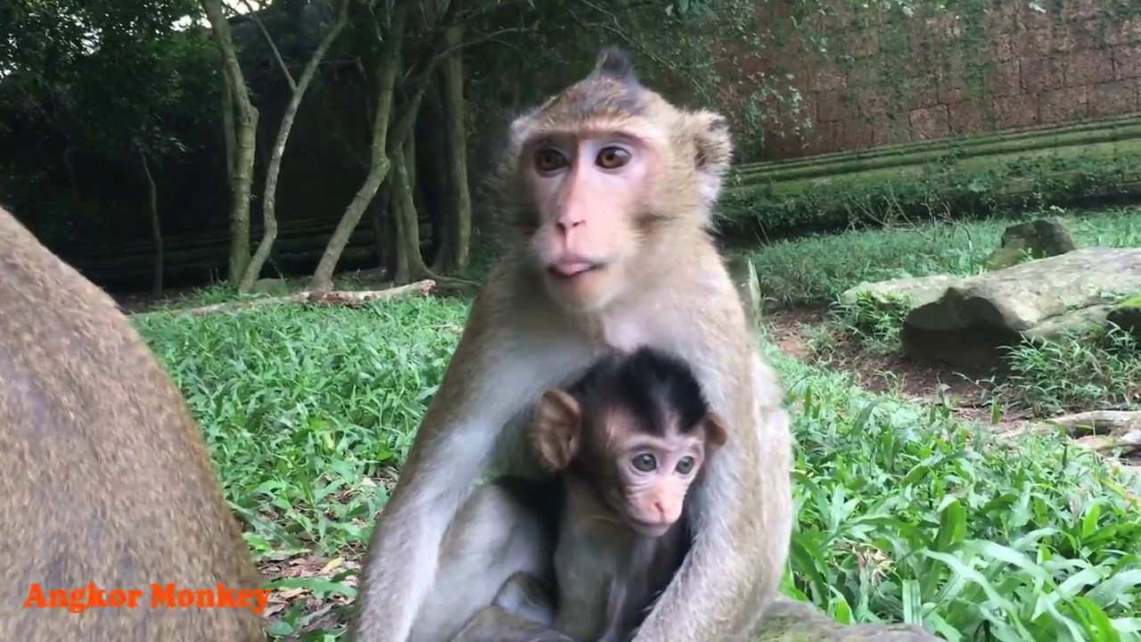 Try not to laugh at funny monkeys, He Acts So Funny and fun watching ...