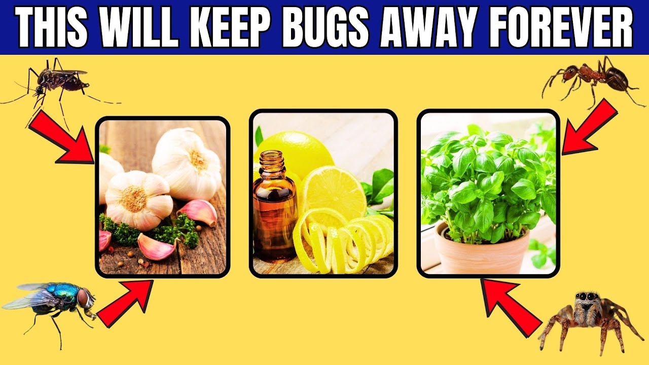 What Smell Do Bugs Hate the Most? - YouTube
