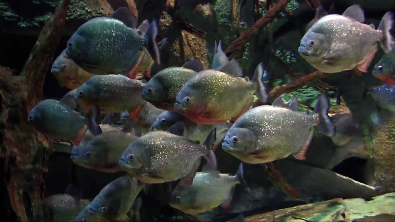 Acuario Parque Explora Medellin-Peces de Agua Dulce - YouTube