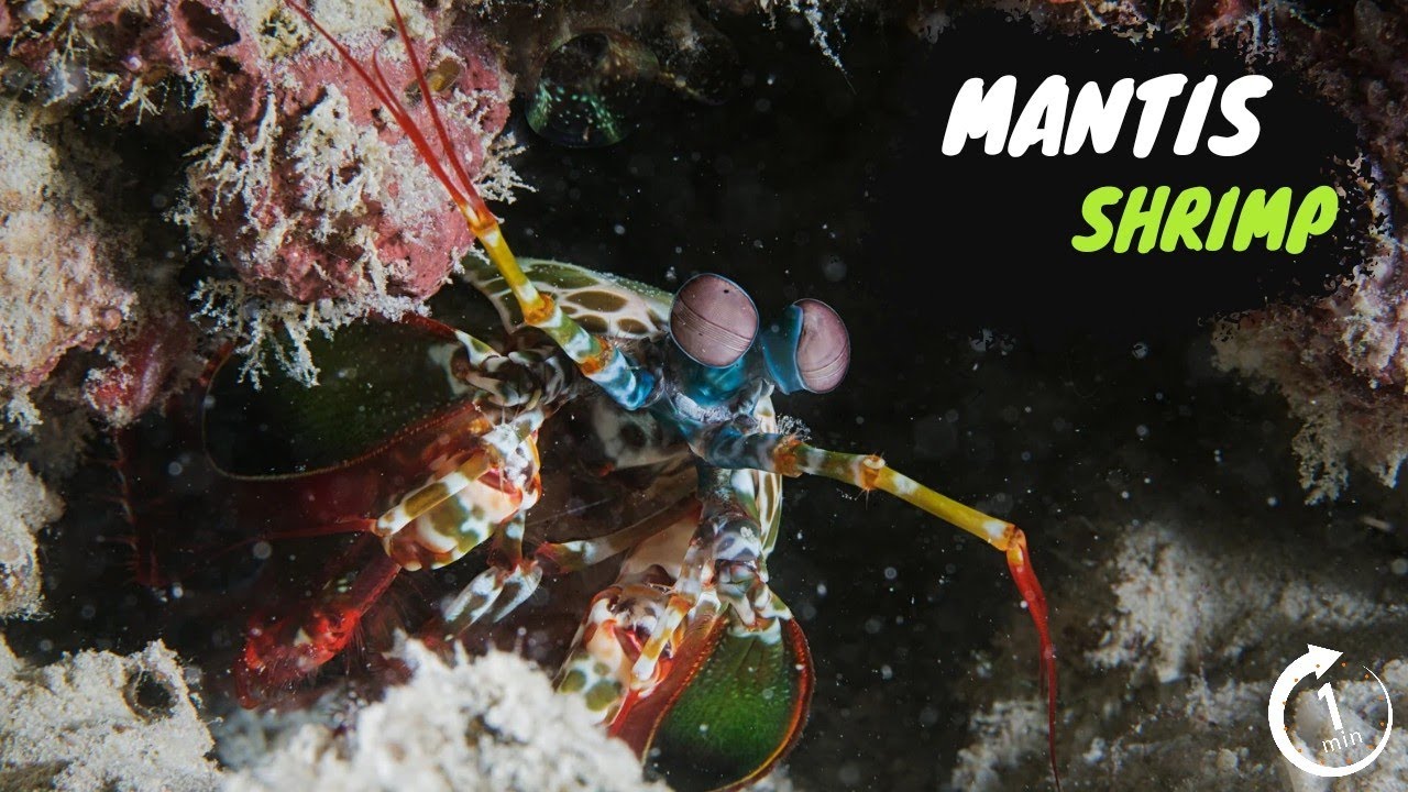 How Did Mantis Shrimp - The Strongest Punch Rise to the Top! - YouTube