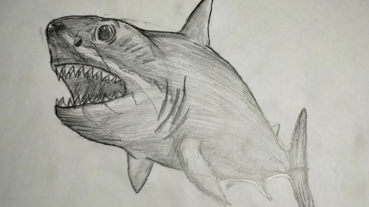 Sketch of megladon shark | drawing of shark - YouTube
