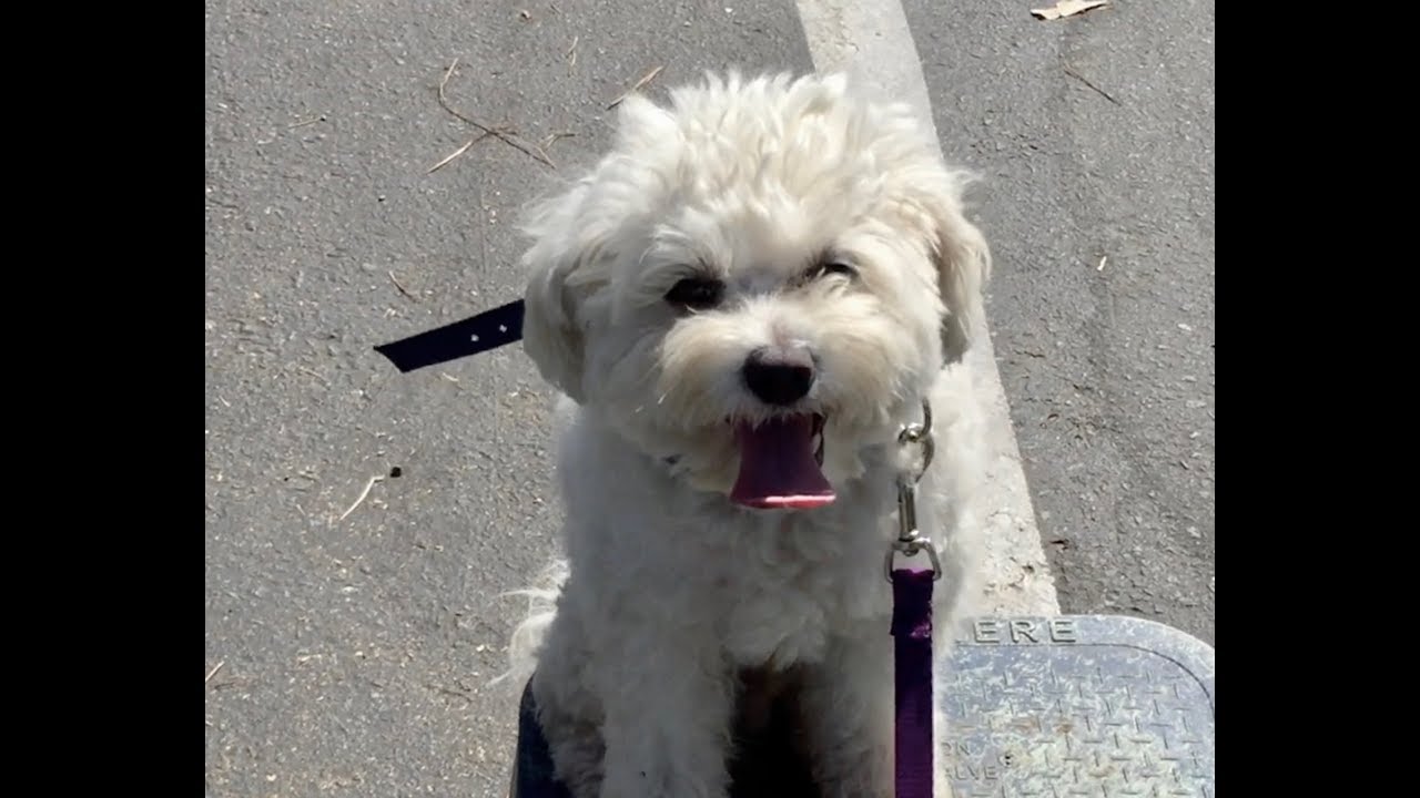 Dog Training San Diego | Bailey - Maltipoo | Basic Training - YouTube
