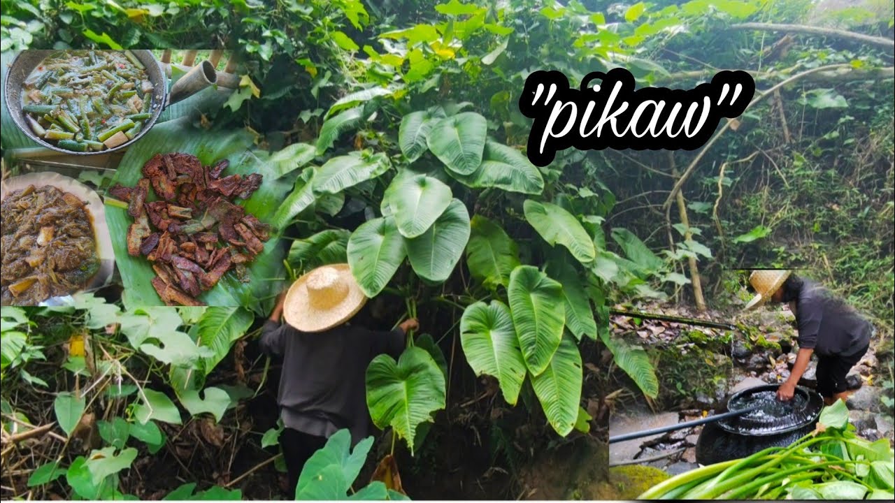 "Pikaw"an edible green from the Wild #tarorecipe #rurallife - YouTube