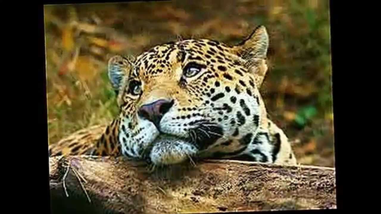 los animels - YouTube