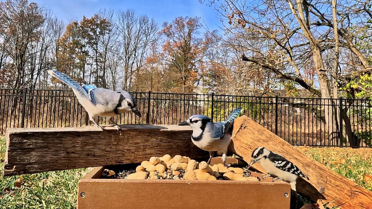 Cat TV: Bird Watching Fun with Blue Jays 😸 Cat TV for Cats to Watch ...