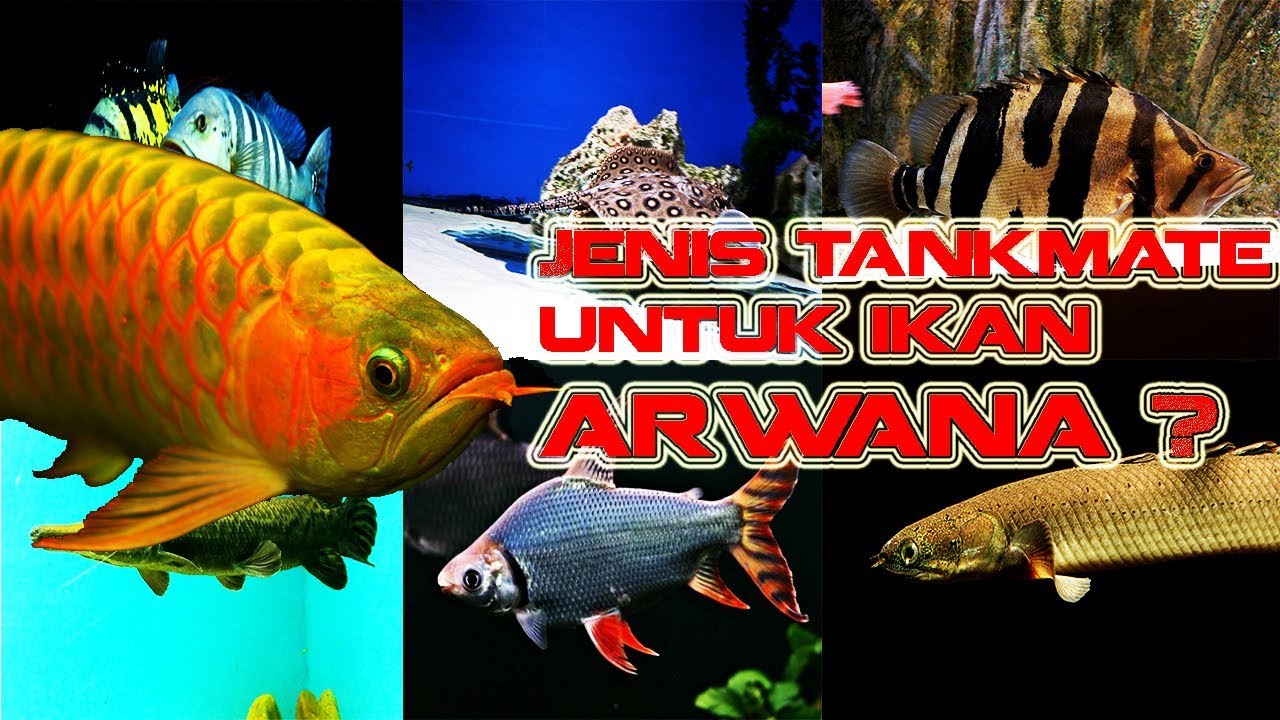 7 TANKMATE TERBAIK UNTUK IKAN ARWANA - YouTube