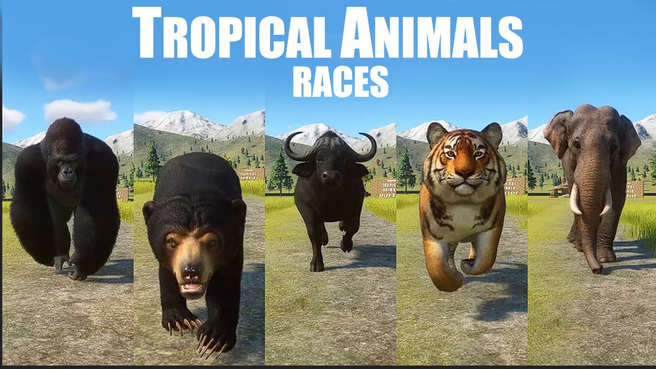 Tropical Animals Speed Races in Planet Zoo include Gorilla, Sun Bear ...
