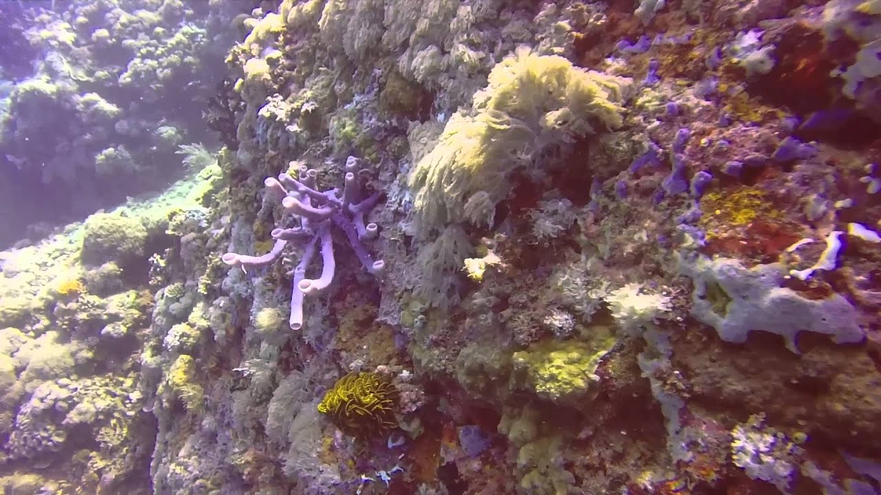 July 2014: Scuba Diving in Anilao, Batangas, Philippines [GoPro Hero3 ...