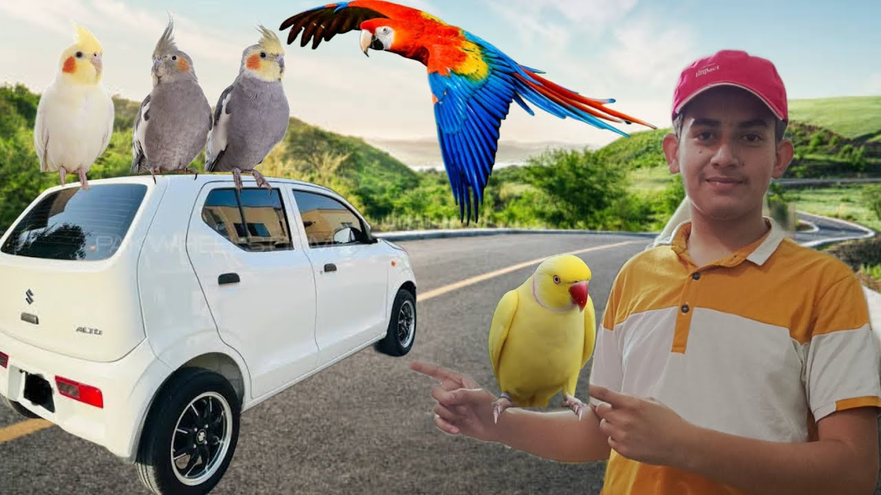 Aj Urgent Bahawalpur Jana Para Parrots K liya 😪| Roza Lag Gaya Itni ...