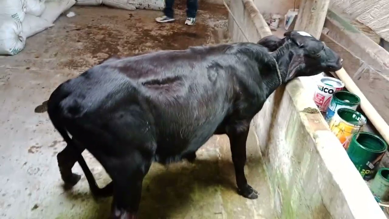 Cattle Mountaineer give flea bath and vitamins to 4 small calf - YouTube