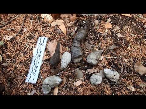 How to Identify Mountain Lion Scat