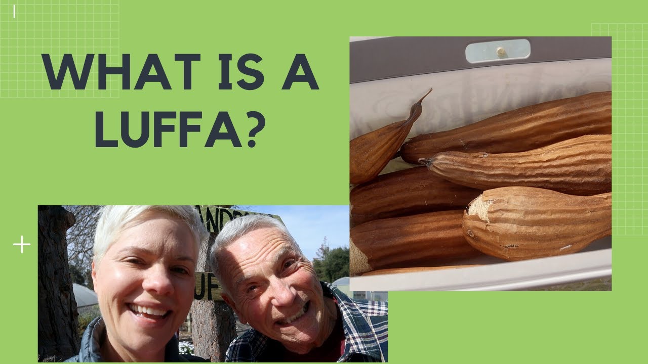 Visit to the Luffa Farm in Nipomo, CA - YouTube