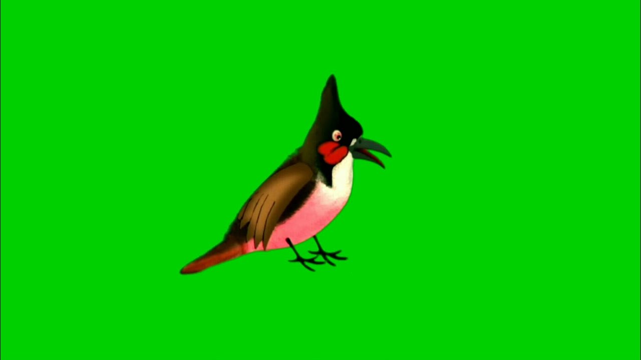 Bird Taking Green Screen/Bird Talking/Green Screen Bird/Cartoon/Green ...