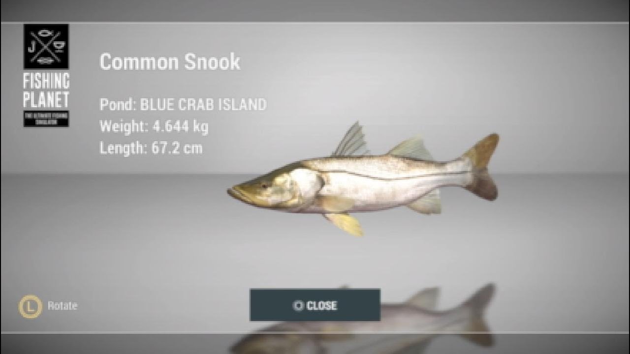 How to catch Common Snook at Blue Crab Island - YouTube