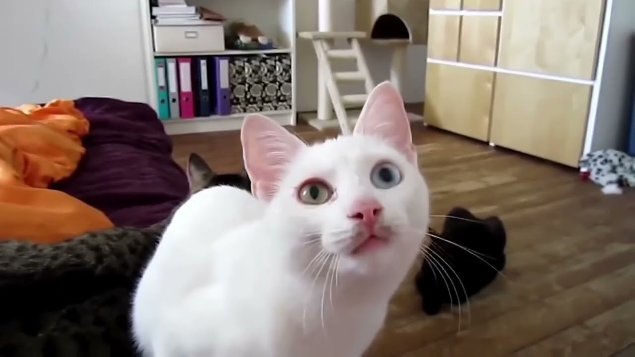 Markiplier meow but the speed changes randomly. - YouTube