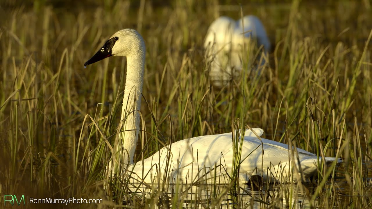 Trumpeter Swans in 4K Ultra HD - YouTube